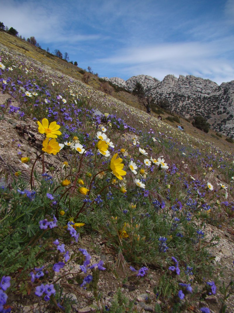 Annual Wildflower Exhibit | Maturango Museum